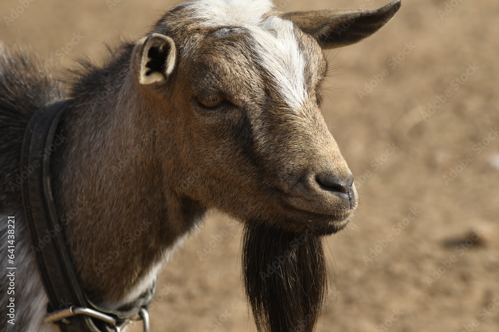 Animals - traditionally (since Aristotle) distinguished category of ...