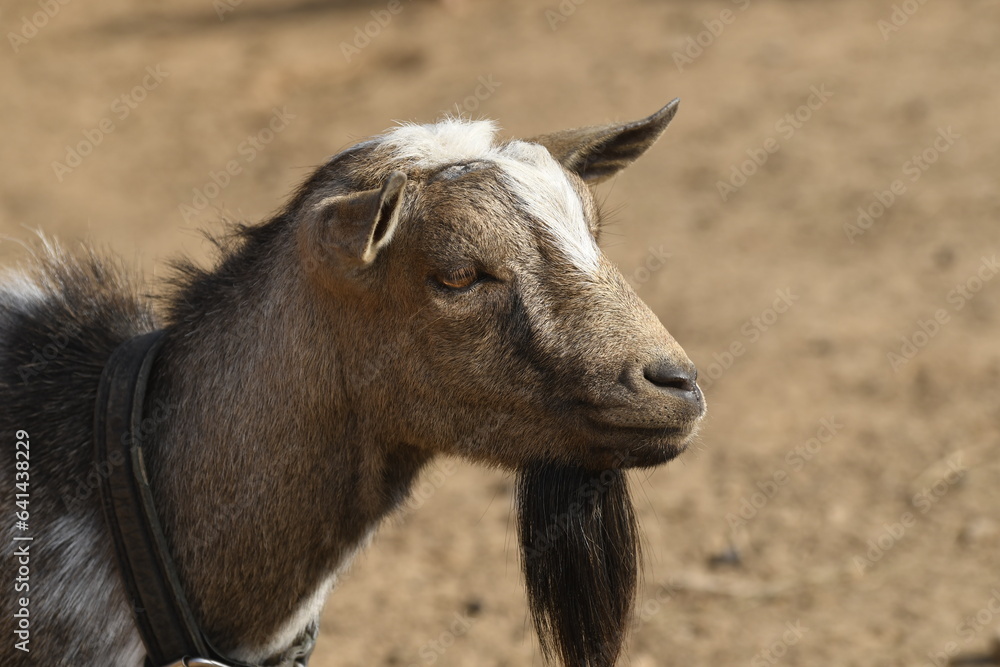 Animals - traditionally (since Aristotle) distinguished category of ...