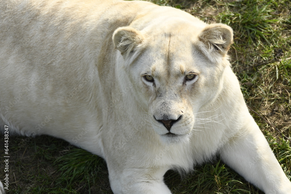 Animals - traditionally (since Aristotle) distinguished category of ...