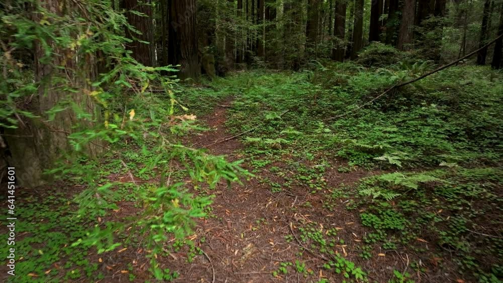 Aerial California coastal redwoods forest trail path ferns. Northern ...