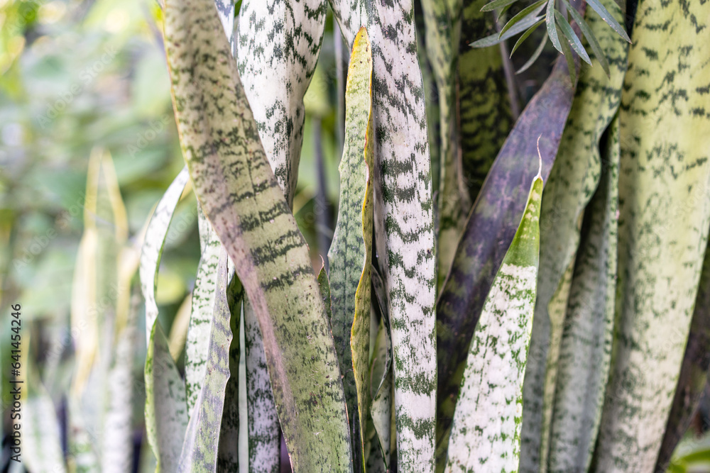 Leaves Surface Texture Of Snake Plant. Sansevieria zeylanica Or Mother ...