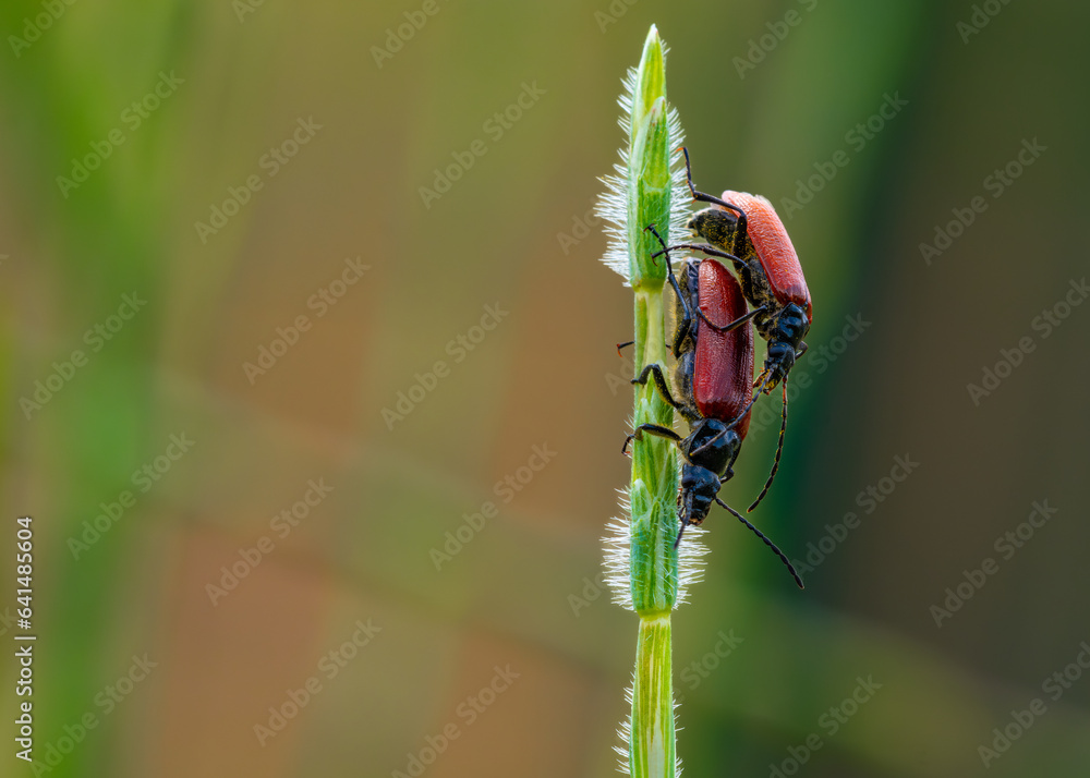 Male and female comb-clawed beetle mating (Omophlus proteus) on green ...