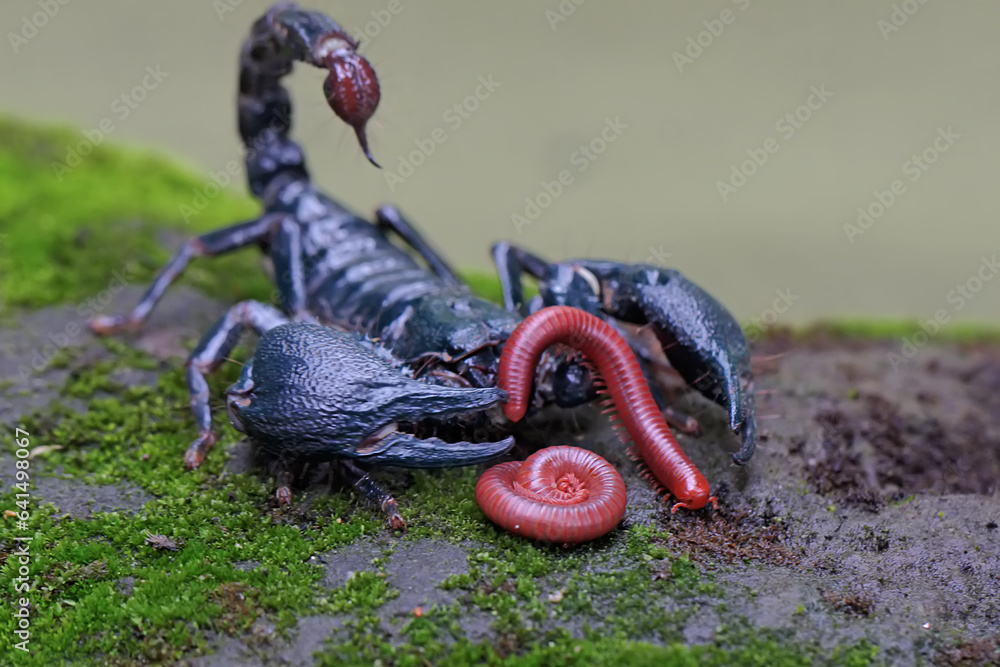 An Asian forest scorpion is ready to eat a millipede. This stinging ...