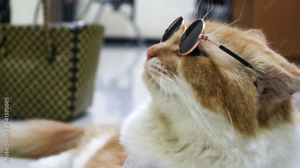 a yellow snub-nosed anggora cat with long whiskers is lying on the ...