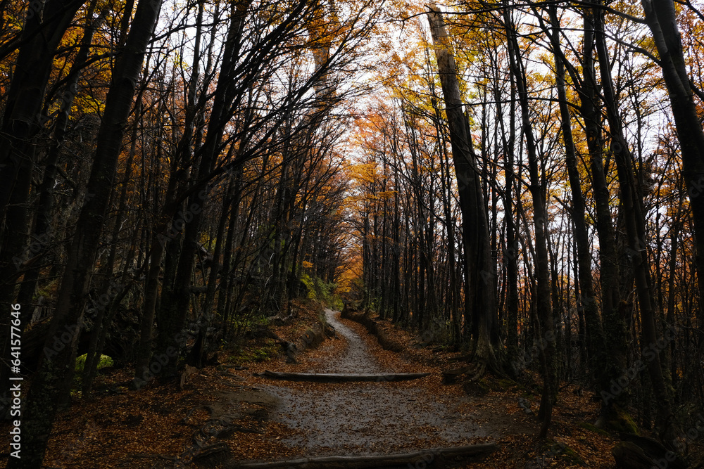 Un largo camino que recorrer entre los árboles otoñales del bosque ...