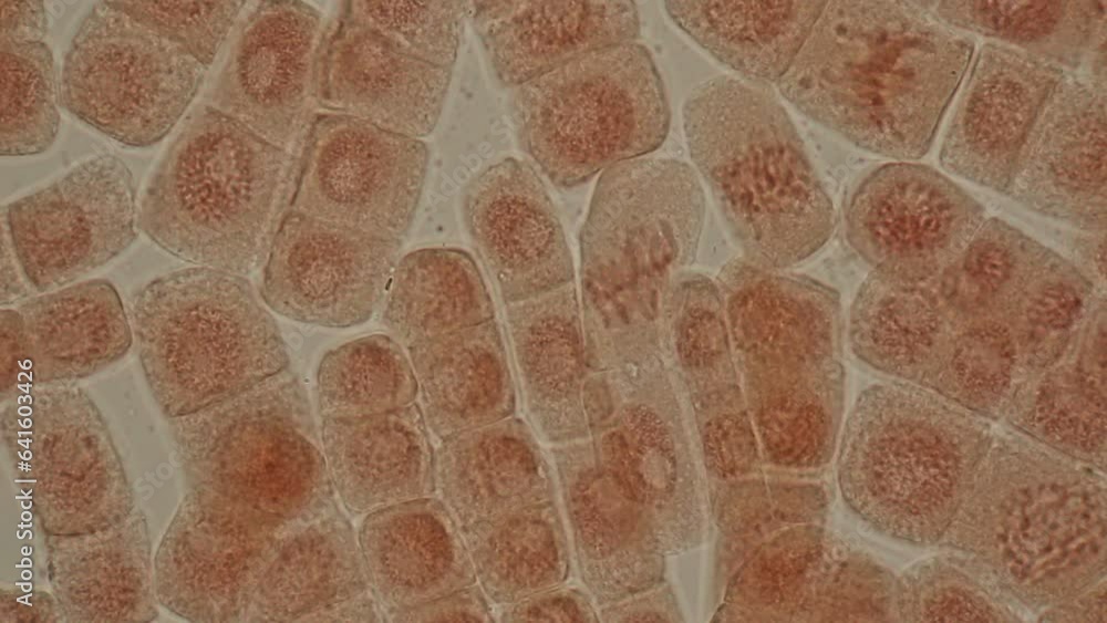 Mitosis cell in the Root tip of Onion under a microscope. Stock Video ...