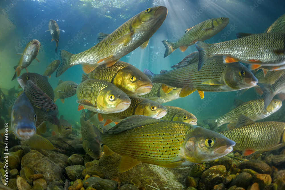 Osteichthyes (orfe, grayling) commonly referred to as the bony fish, is ...