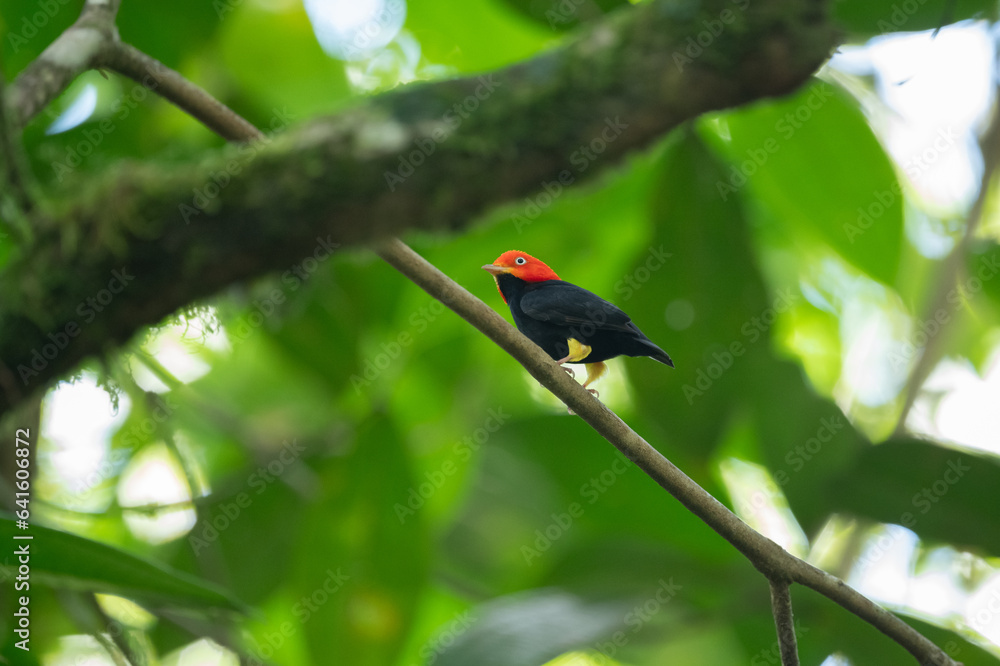 Red-capped Manakin, Pipra mentalis, rare bizar bird, Nelize, Central ...