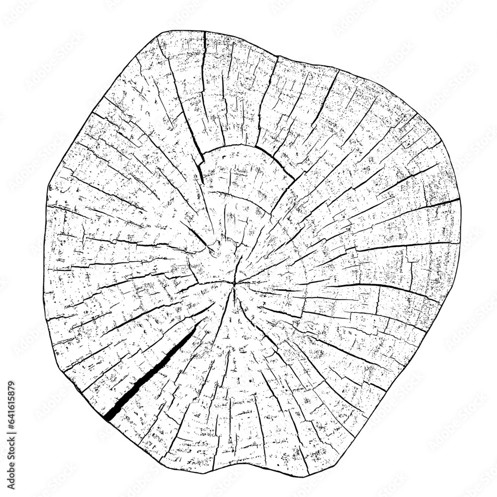 Wood texture cross section of tree rings. Cut slice of wooden stump ...