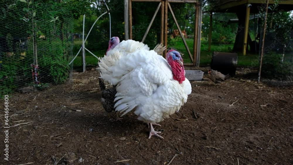 Close up of two adult white male turkeys in outdoor enclosure while ...