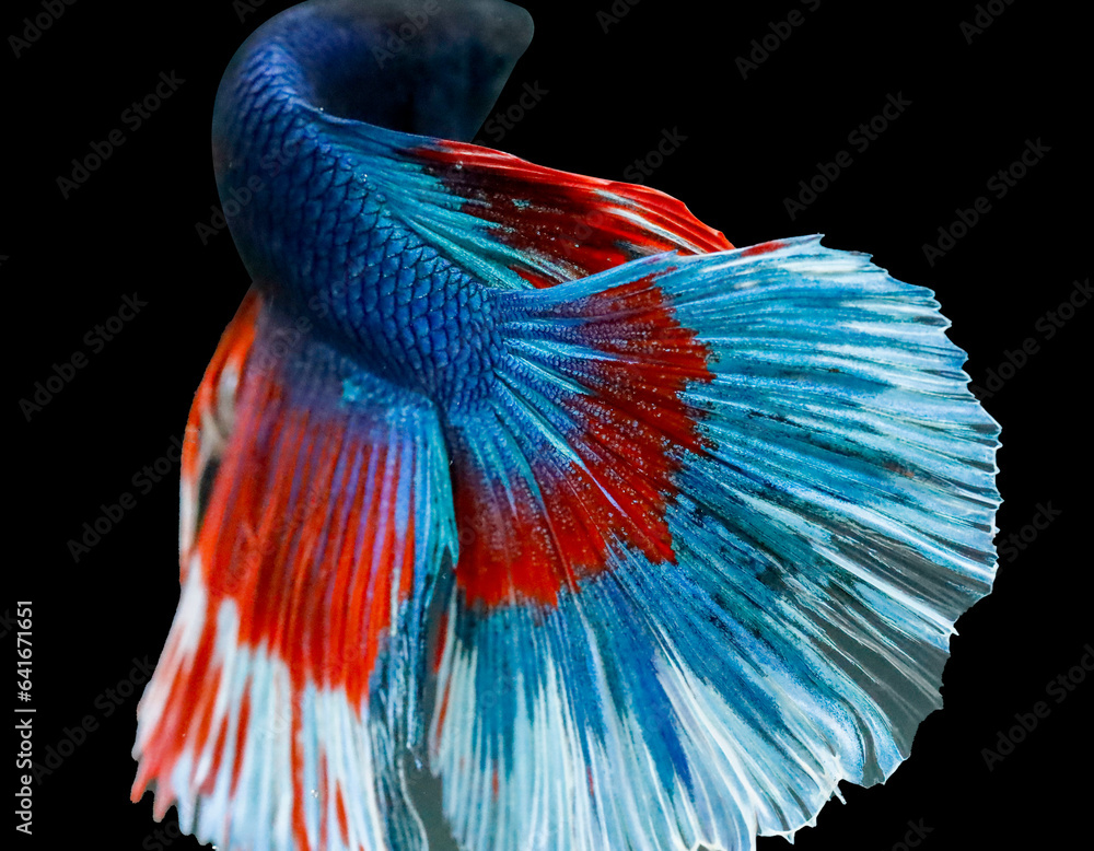Colorful with main color of blue and red betta fish, Siamese fighting ...