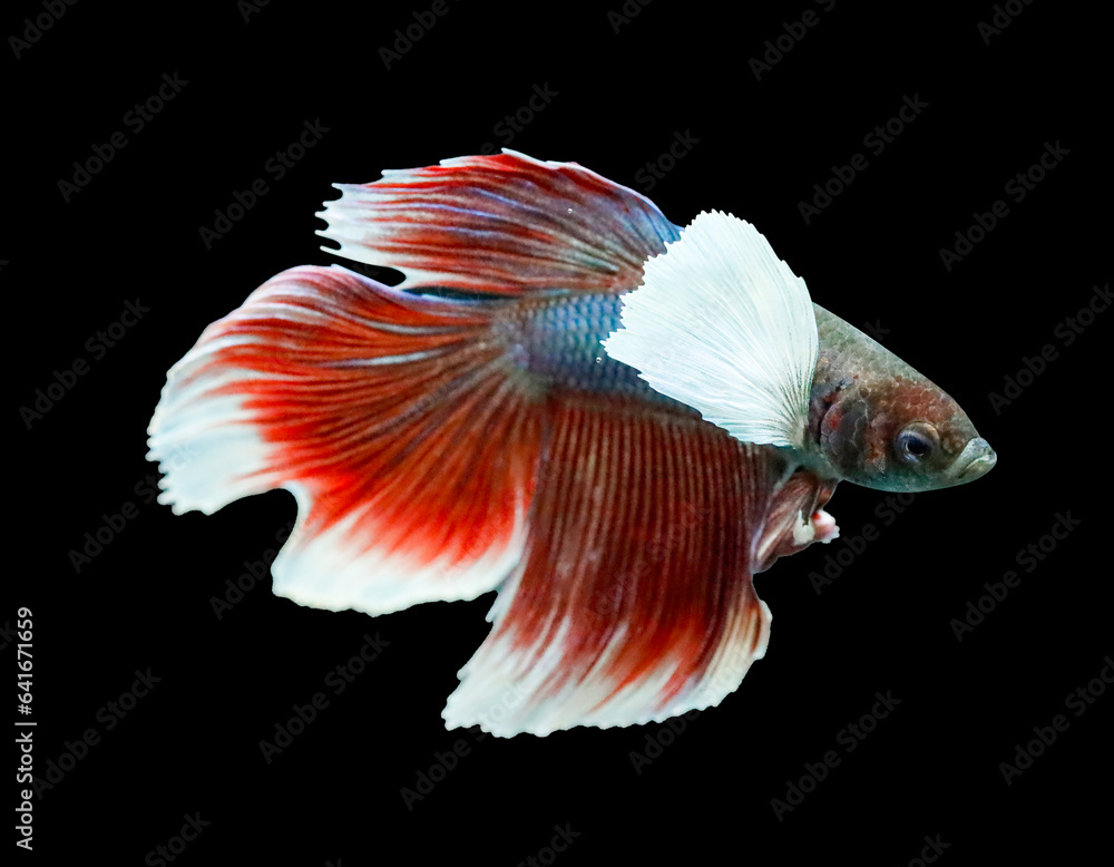 Colorful with main color of blue and red betta fish, Siamese fighting ...
