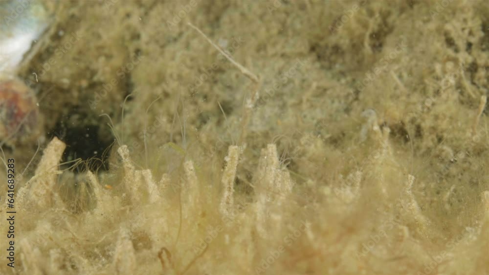 Stockvideo Worms of family Spionidae, possibly species Dipolydora ...