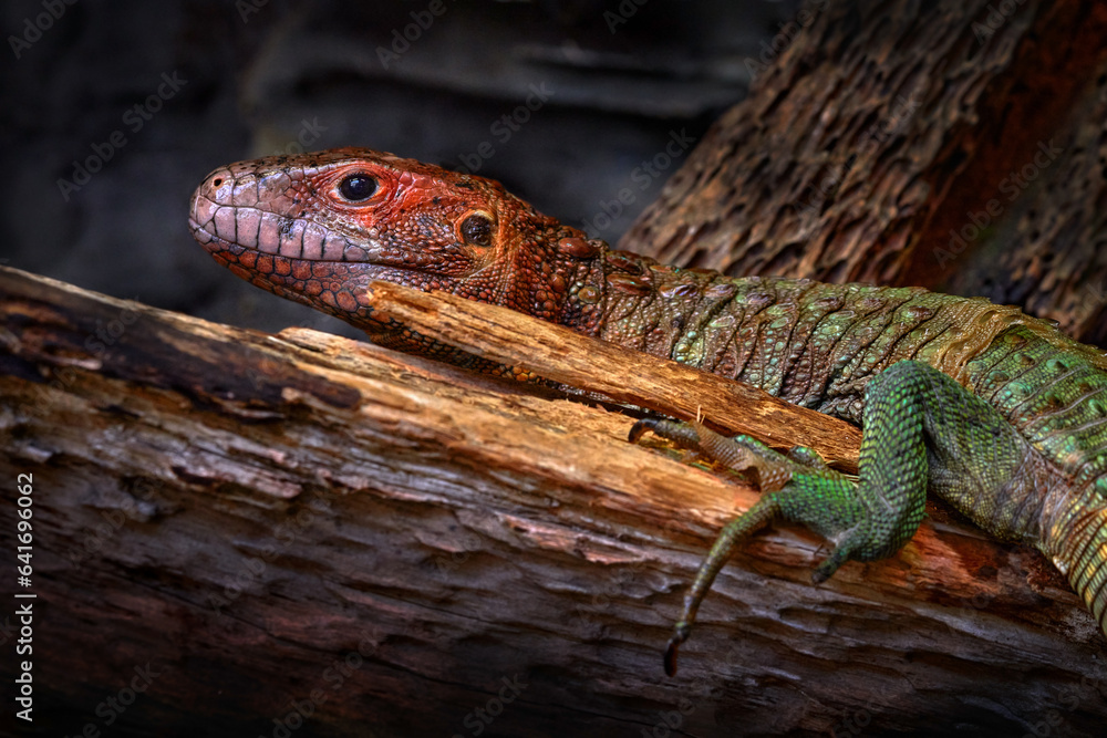 Guyana Caiman lizard with open muzzle in the nature forest habitat ...