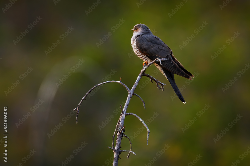 Common Cuckoo, Cuculus canorus, sitting on the tree branch in the ...