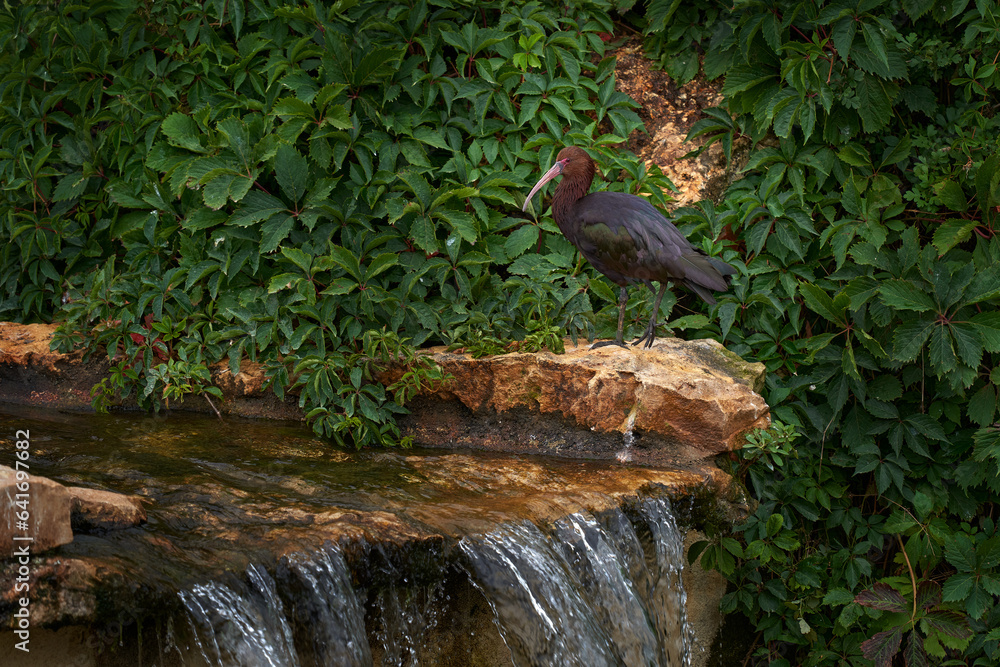 Puna ibis, Plegadis ridgwayi, Bolivia in South America. Brown bird with ...