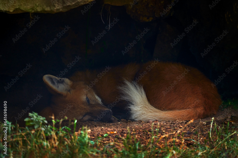 Maned wolf, Chrysocyon brachyurus, sleeping in the hole den in the ...