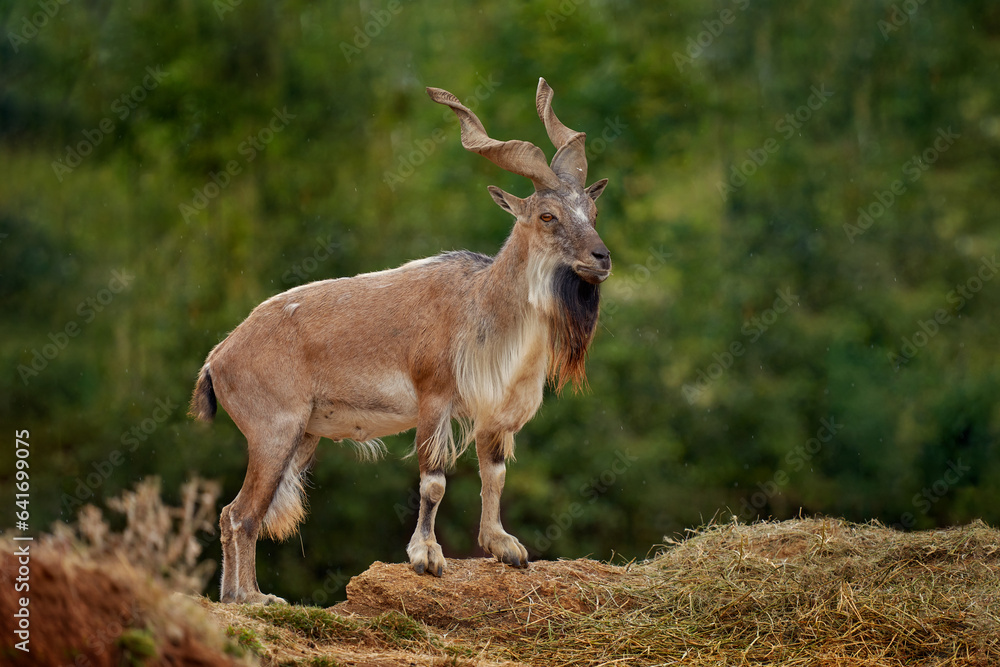 Markhor, Capra falconeri, wild ibex sheep from Pakistan in Asia ...