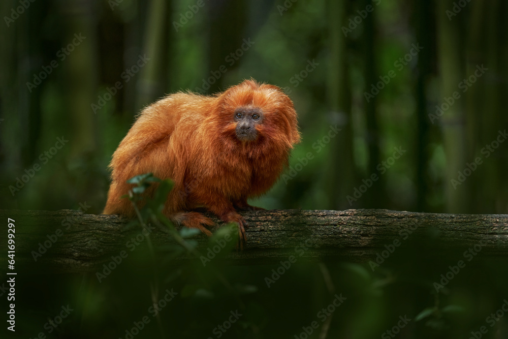 Golden-headed lion tamarin, Leontopithecus chrysomelas, Bahía in Brazil ...