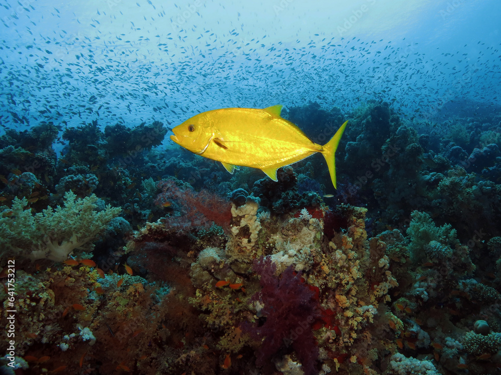 Orangespotted trevally Carangoides bajad swimming along a pristine ...