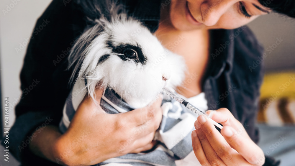 Pet owner gives rabbit medicine from syringe at home - Bunny drinking ...