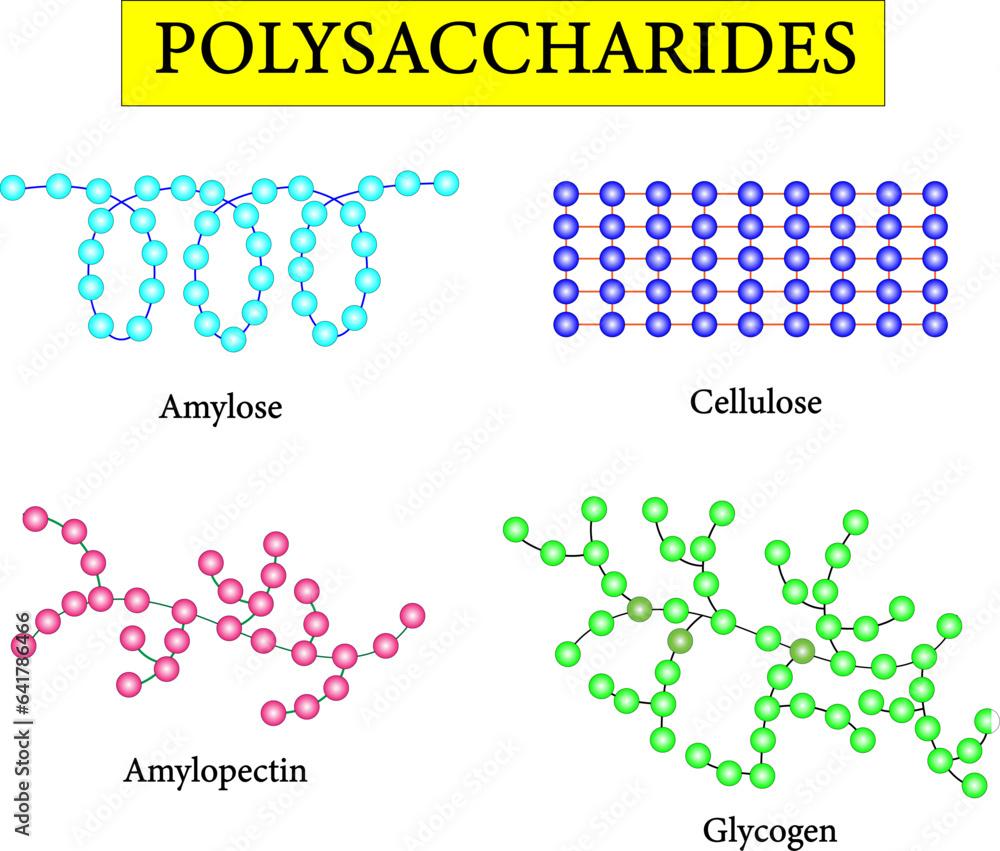 Polysaccharide types.Scientific conception. Amylose ,Cellulose ...