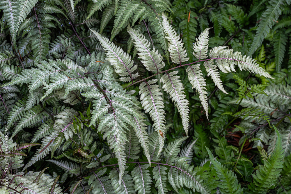 Painted Lady Fern (Athyrium niponicum var. dictum) Stock Photo | Adobe ...