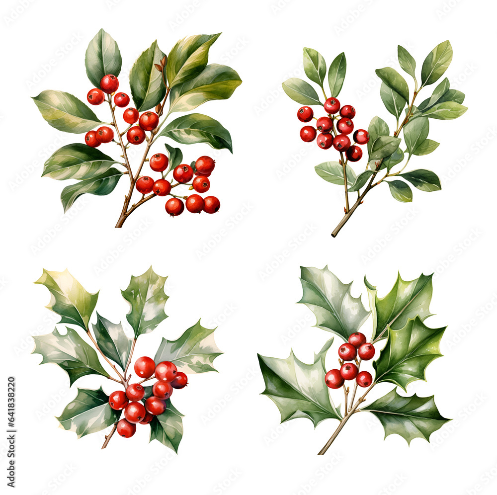 Mistletoe and holly watercolor clipart illustration with isolated ...