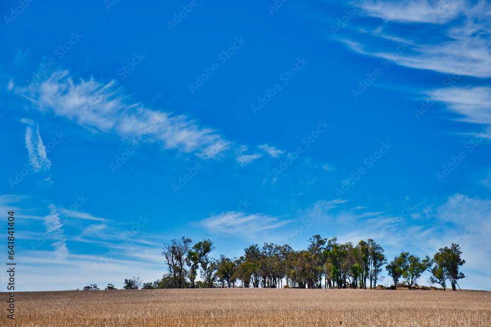 Small grove of eucalyptus trees in the flat landscape of the Western ...