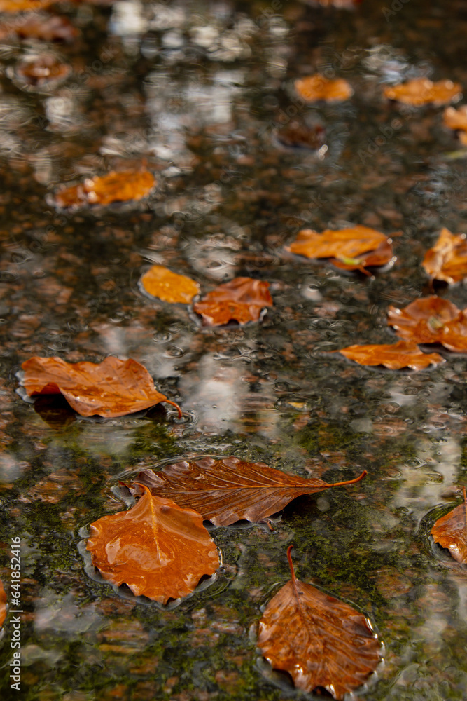 Fall raindrops falling into puddle with autumnal leaves. Hello Fall Autumn leaves float on the ...