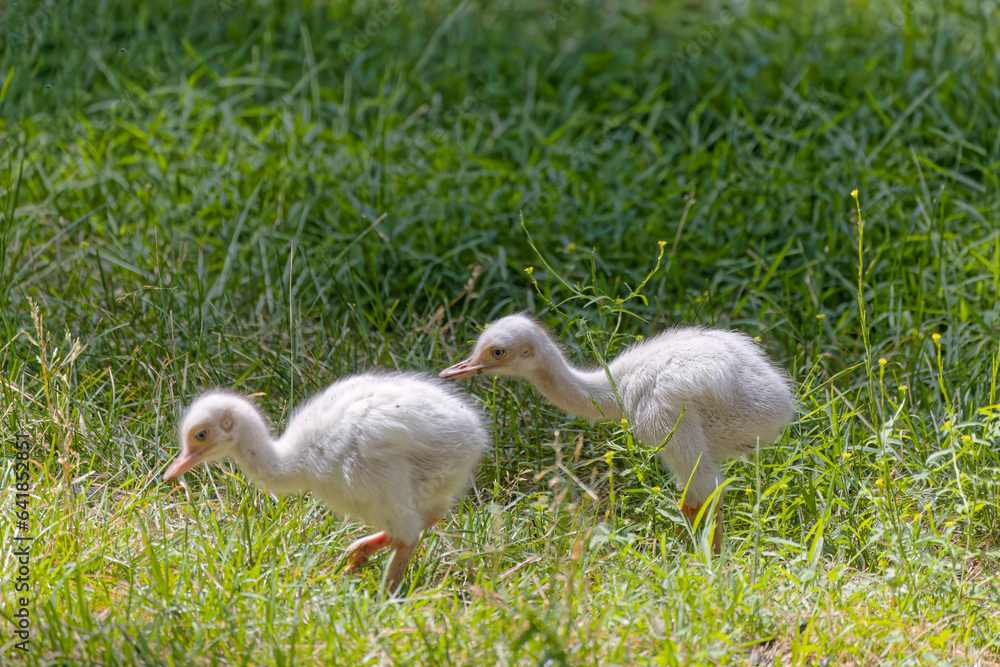 Two Young Greater Rhea (Rhea americana) one of two extant species, a ...