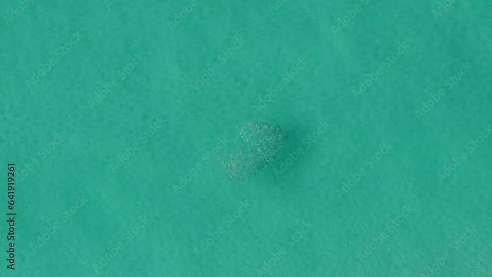 Aerial topdown view of small fish group in clean, transparent sea water ...