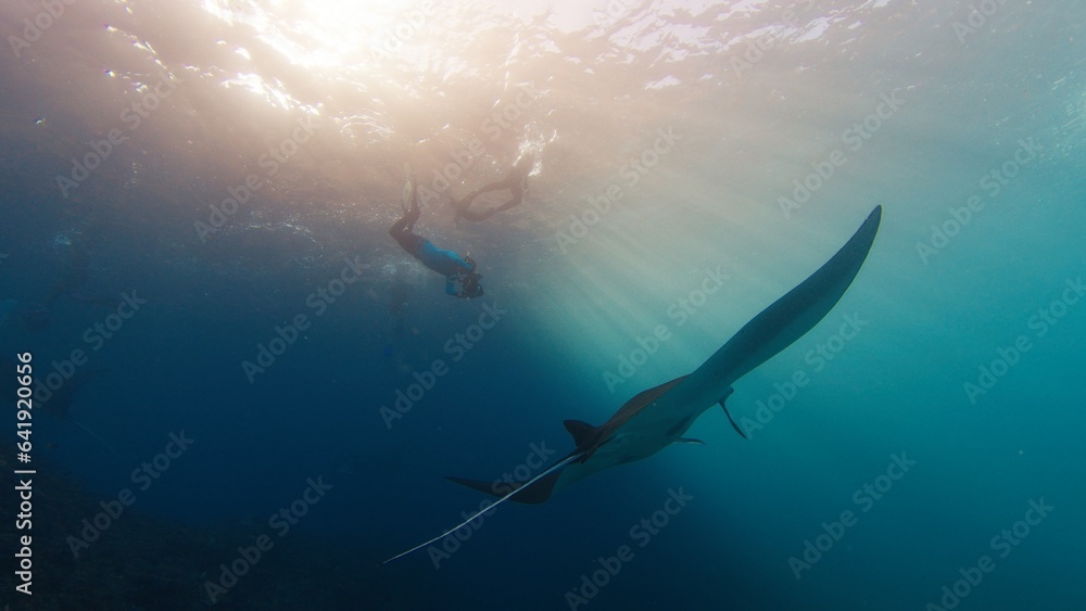 Foto de Underwater photographer takes pictures of manta ray. Freediver ...