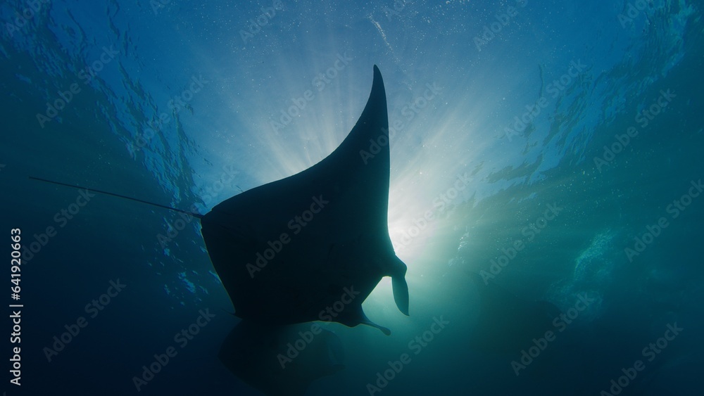 Giant oceanic manta ray or Mobula birostris slowly swims underwater in ...