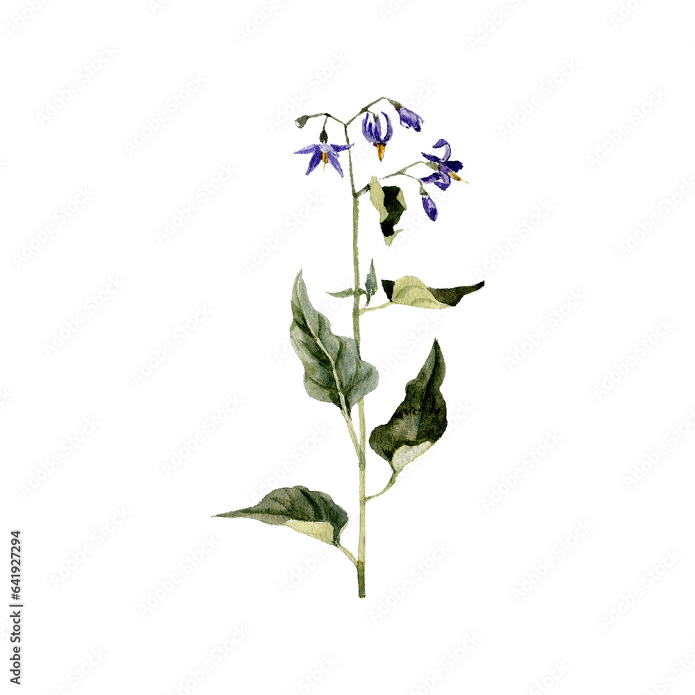 watercolor drawing plant of bittersweet nightshade with leaves and ...