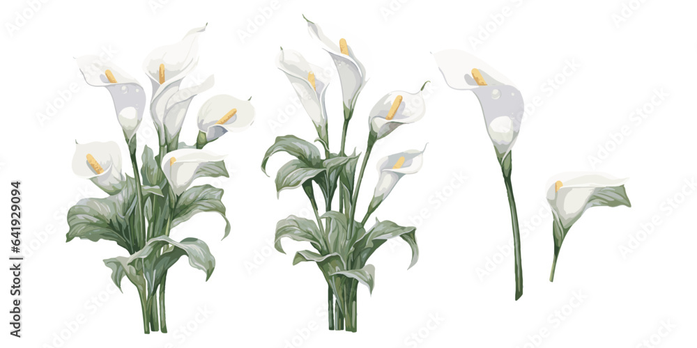 watercolor calla lily clipart for graphic resources Stock Vector ...
