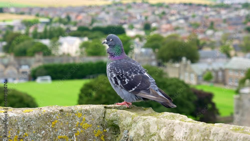 Dove atop a monument in the medieval town of St Andrews, Scotland ...