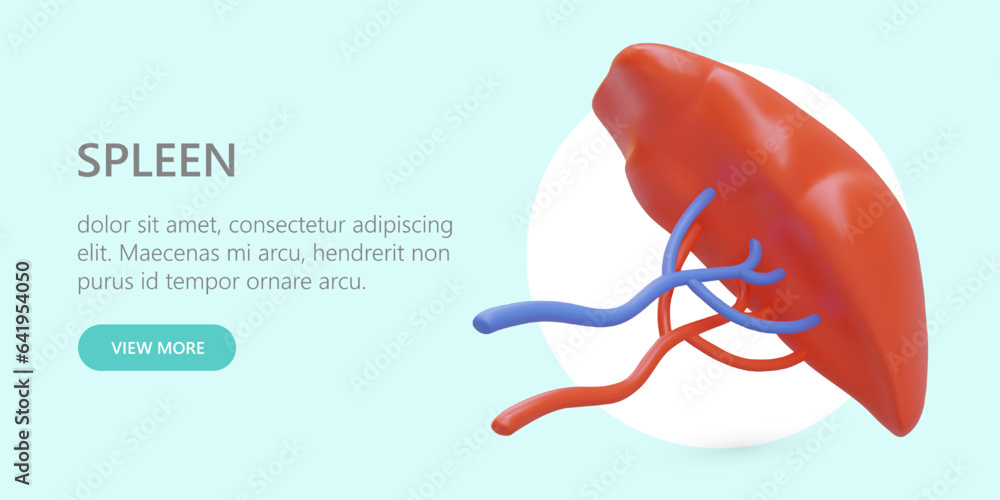 Vector poster with realistic spleen. Human internal organ. Color ...