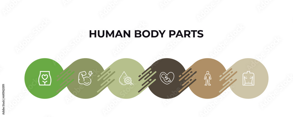 Vetor de female hips and waist, muscle fiber, blood supply system ...