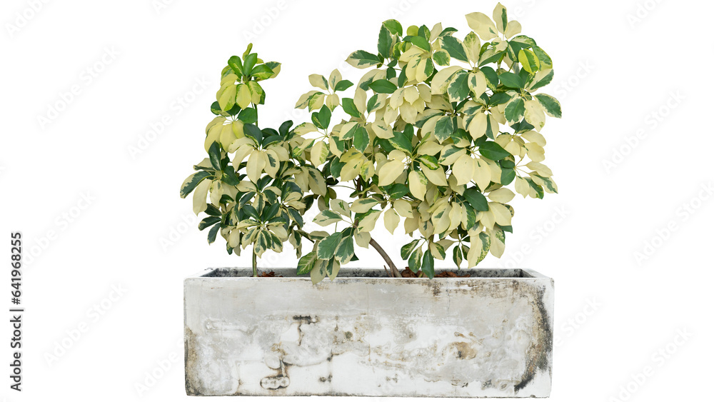 Schefflera arboricola (Variegated), Miniature Umbrella Plant or Octopus ...