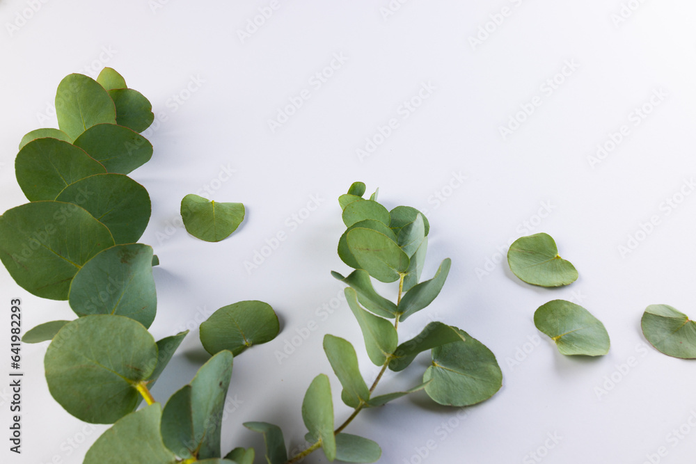 Green plant twigs with leaves and copy space on white background Stock ...