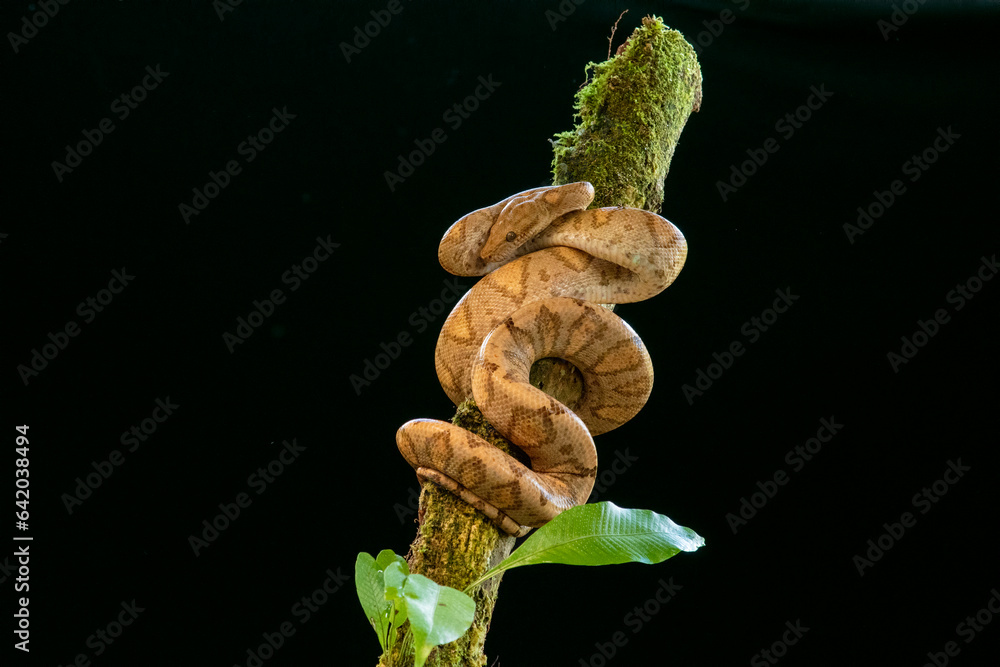 Corallus annulatus, also known as the ringed tree boa, the ringed tree ...