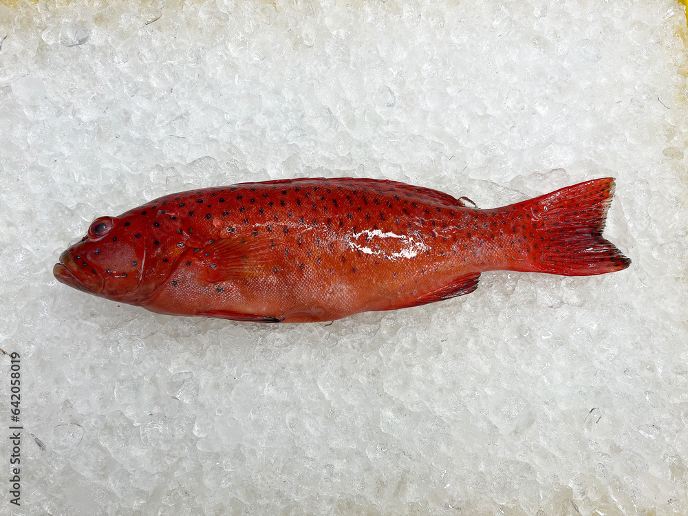 fresh raw cold seafood seven star whole fish ikan head, fillet, meat ...