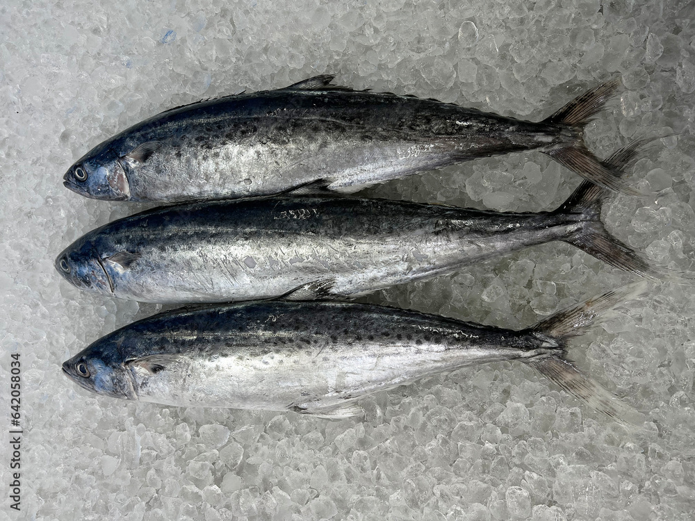 fresh raw cold seafood Spanish mackerel whole fish ikan head, fillet ...