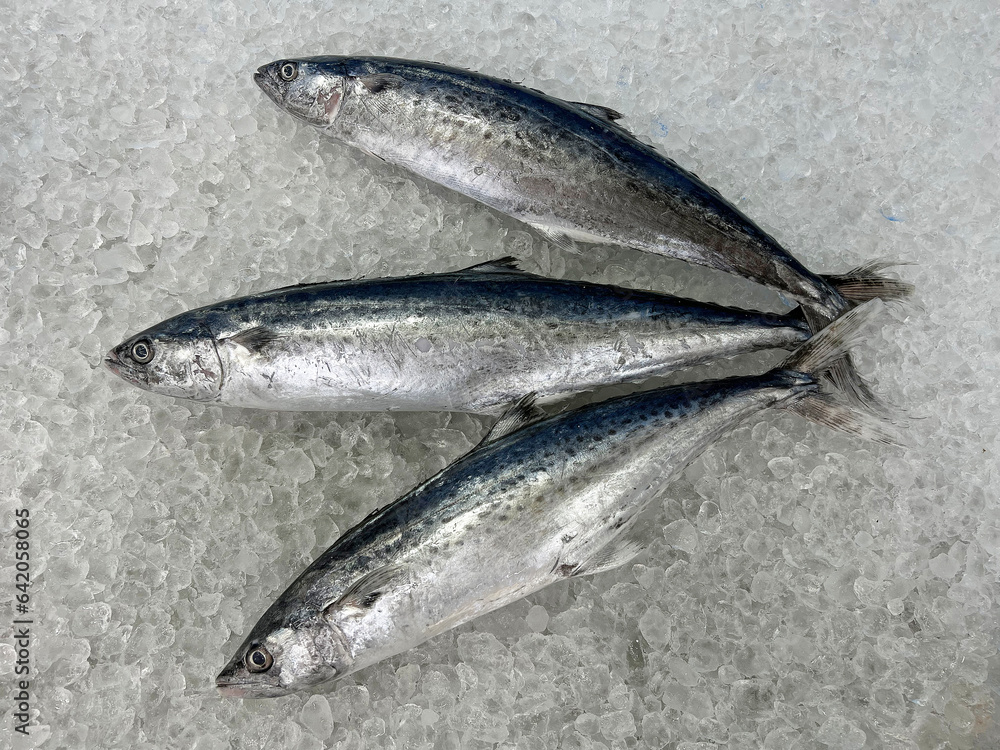 fresh raw cold seafood Spanish mackerel whole fish ikan head, fillet ...