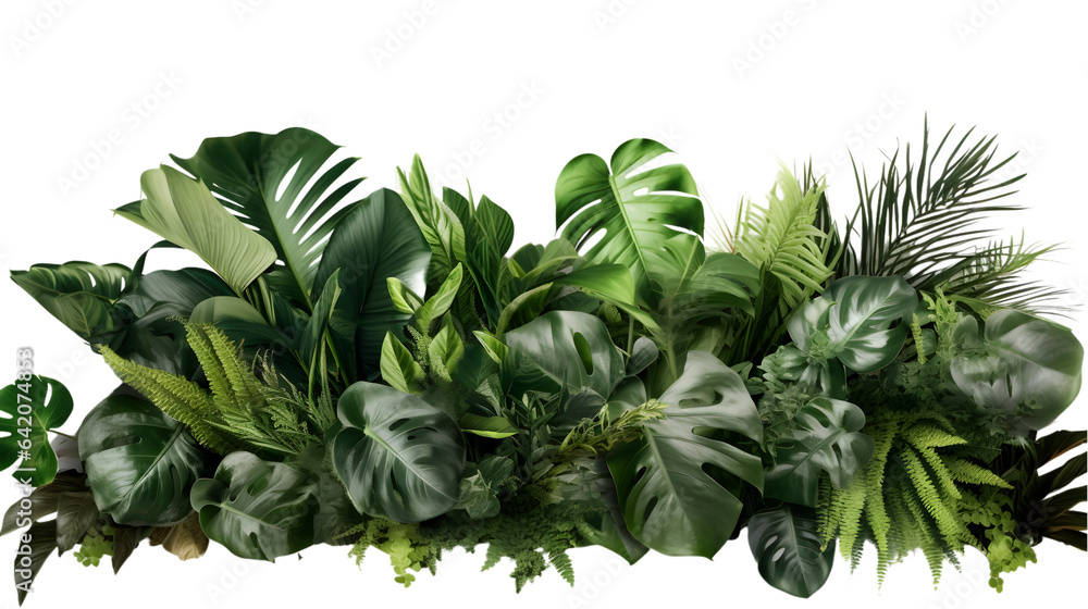 Green leaves of tropical plants bush (Monstera, palm, rubber plant ...