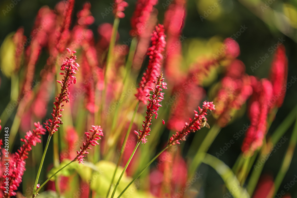 Flowers of red bistort. Bistorta amplexicaulis, the red bistort or ...