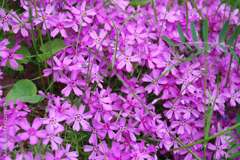 Phlox subulate is a small plant. A perennial herbaceous plant, a ...
