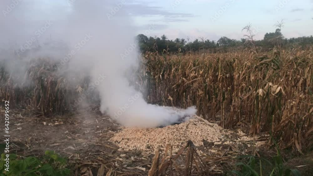 Stockvideon Mountain of empty cobs is burning on dry corn plantation ...