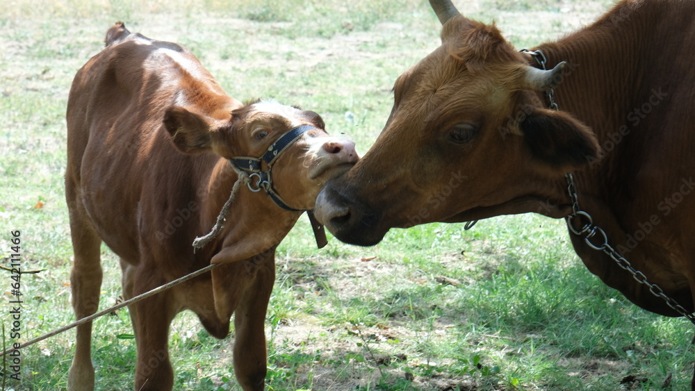 calf and cow love each other. calf and mother cow hugging Stock Photo ...